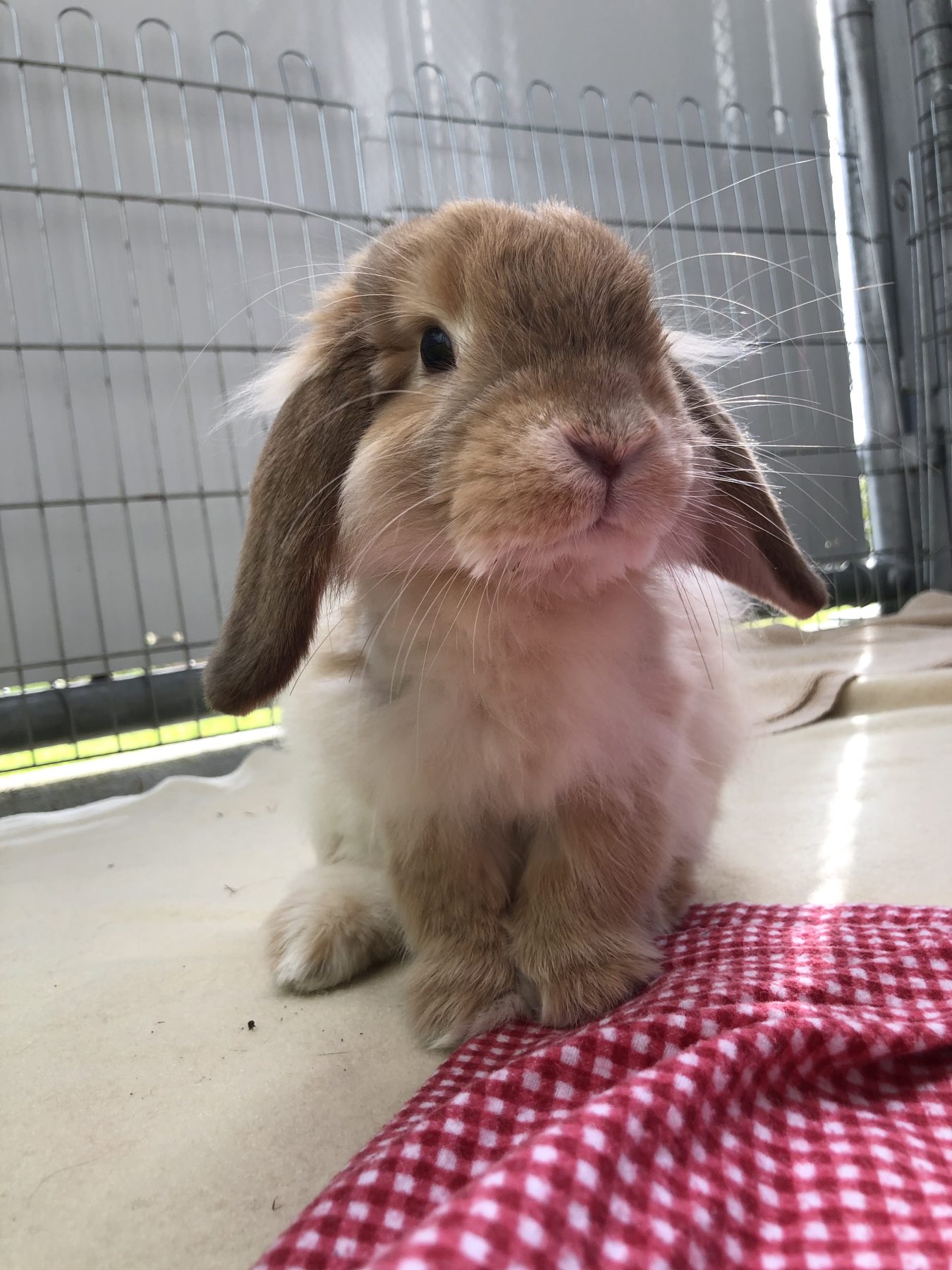 SPCA – Long Stay Adoption Drive – KimberleyCrossman.com